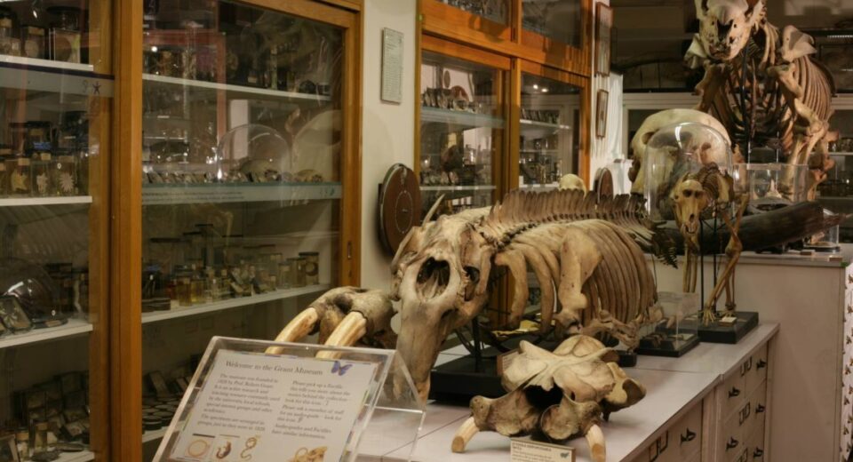 Exploring the Grant Museum of Zoology – Camden Town London