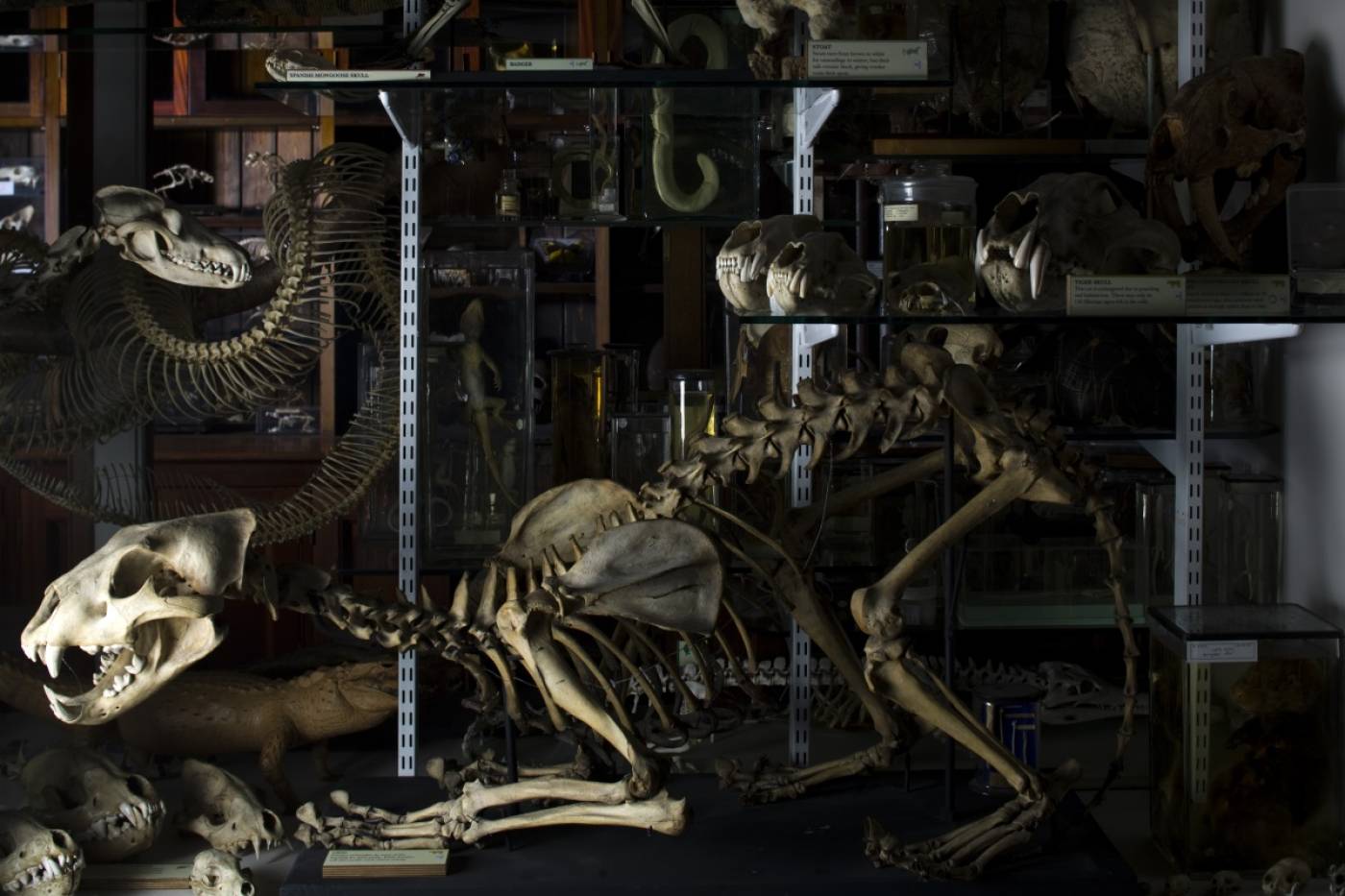 Exploring the Grant Museum of Zoology - Things to Do in Camden Town